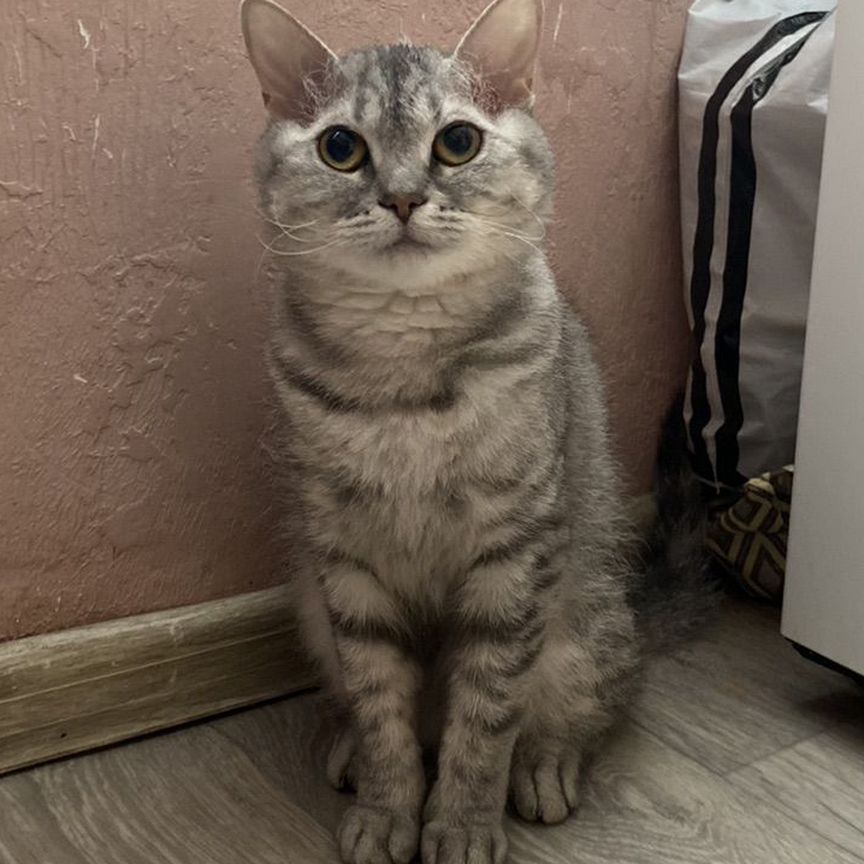 Британская длинношёрстная кошка, взрослая