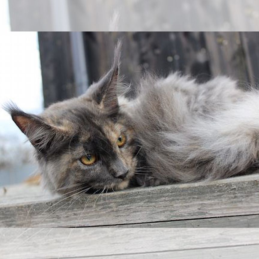 Кошечка черепахового окраса