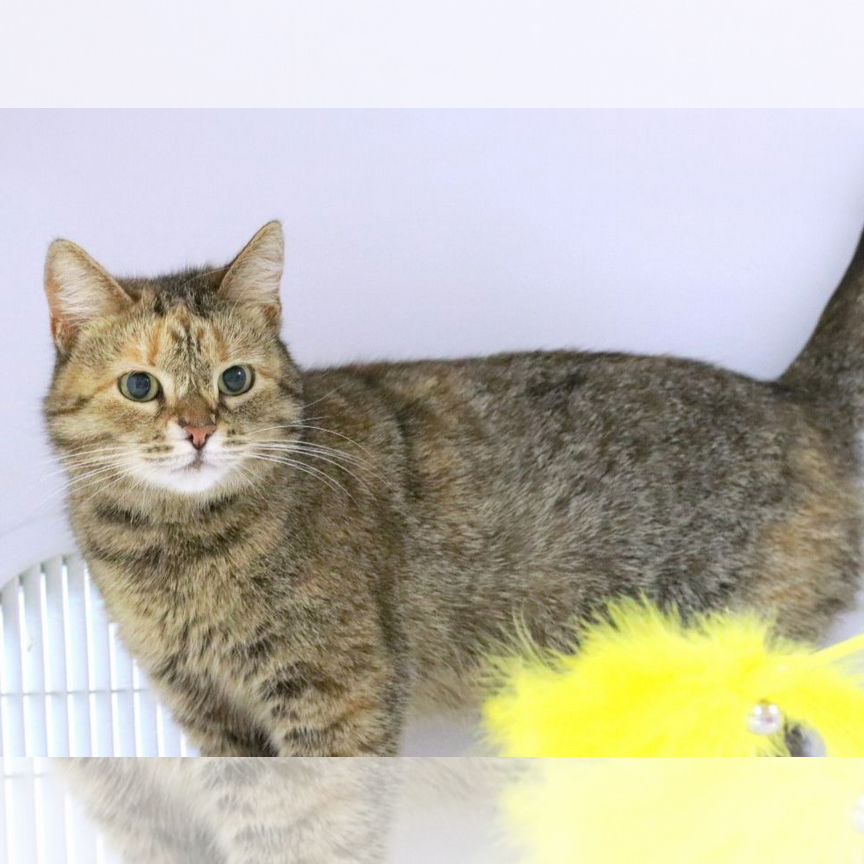 Кошка молоденькая