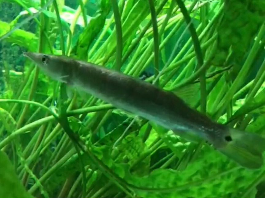 Рыба Мечерот