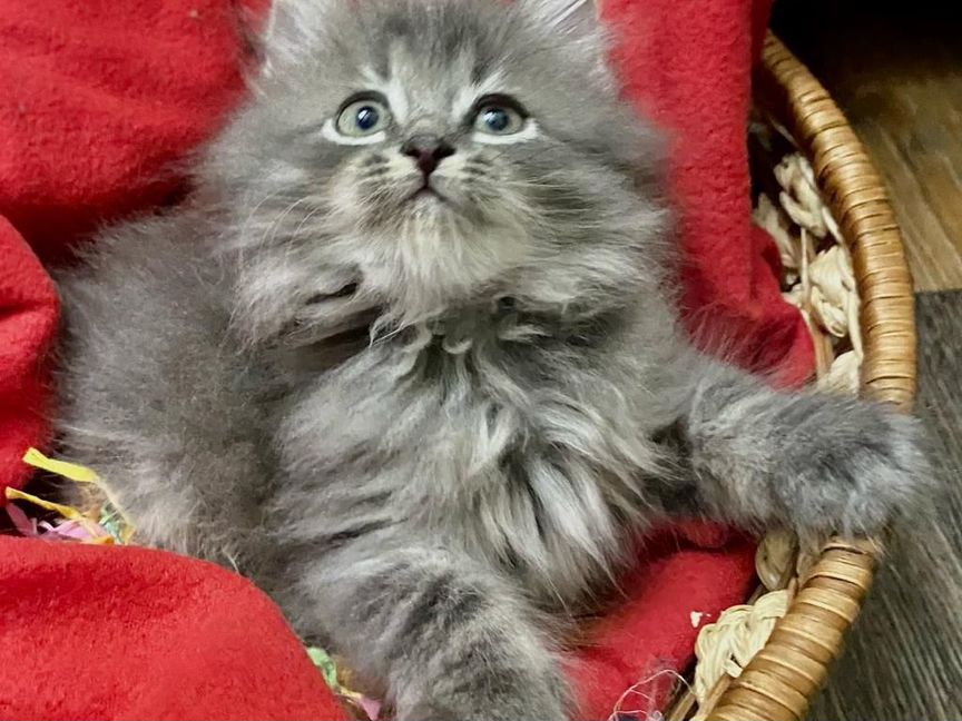 Котята