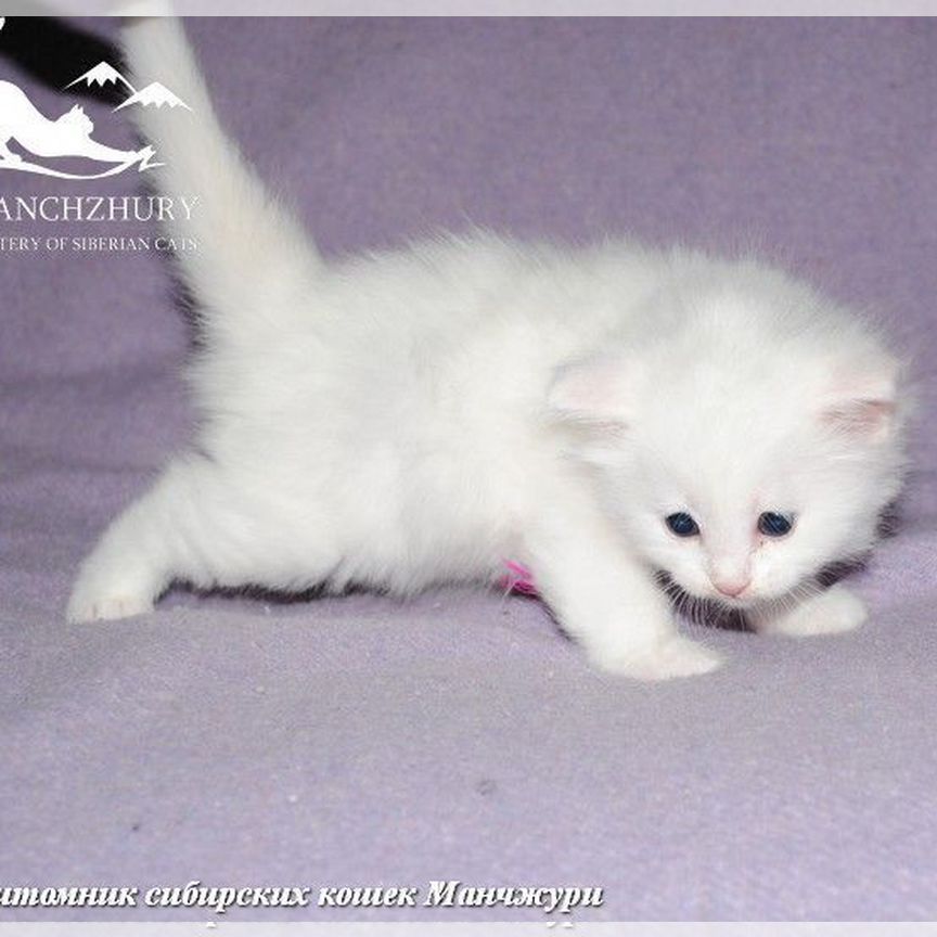 Сибирский котёнок