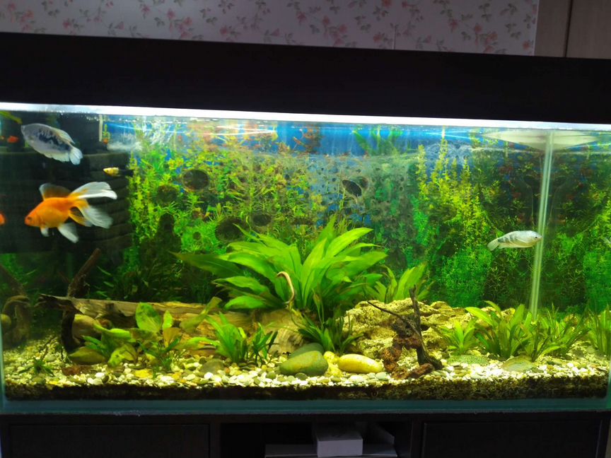 Аквариум с тумбой 200 литров