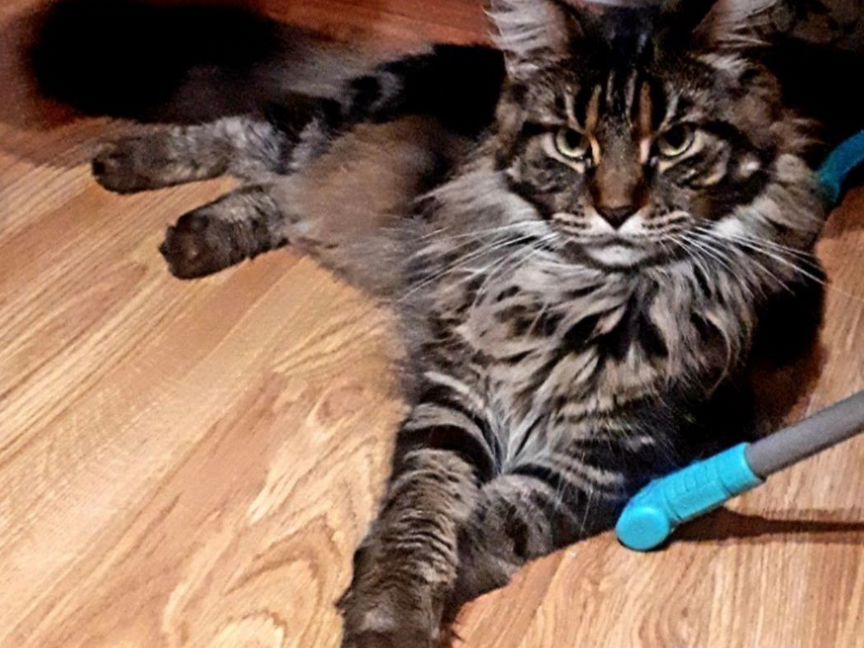 Котята в добрые руки бесплатно смесь мэйн-кунята