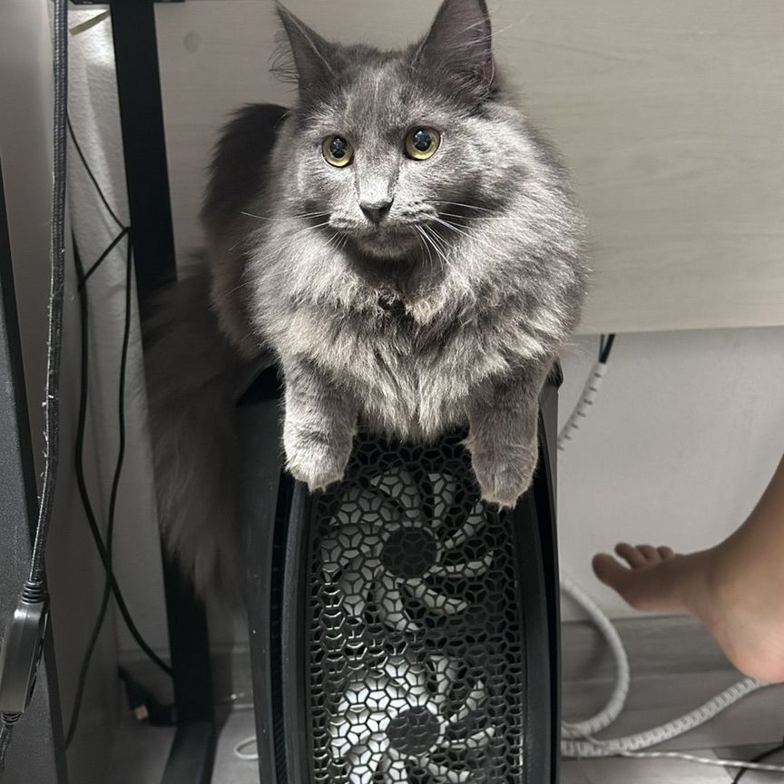 Отдаем кота в добрые руки. Возраст кота 1 год