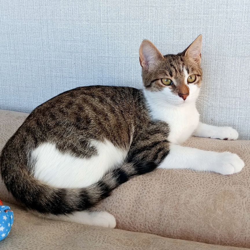 Котенок Шурик в добрые руки