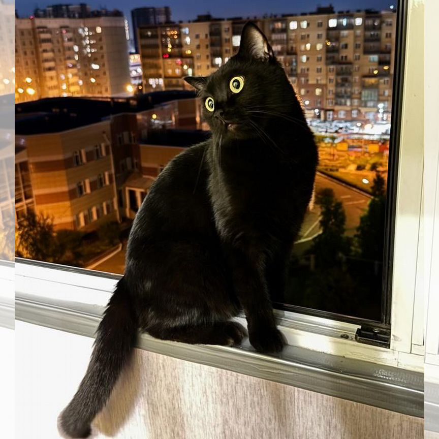 Сибирский, взрослый кот
