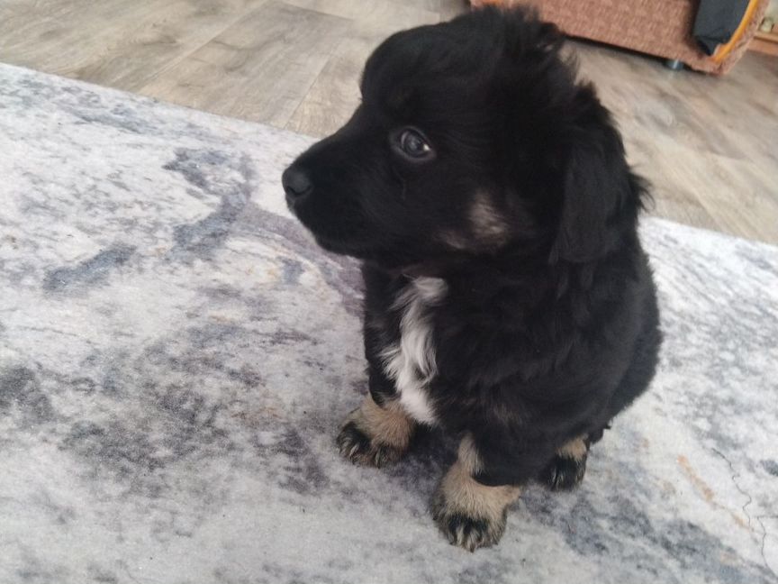 Щенок в добрые руки