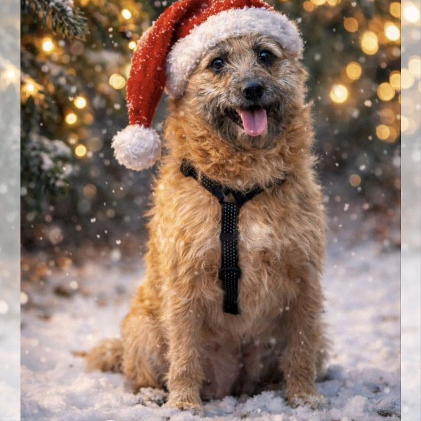 Взрослая собака в добрые руки