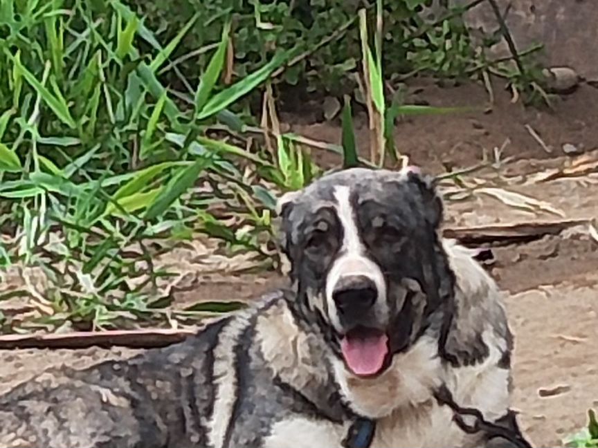 Кавказская овчарка