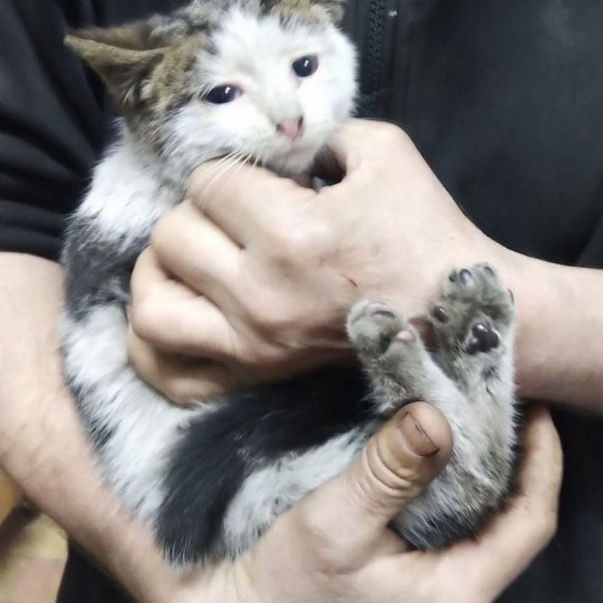 Котенок найденыш