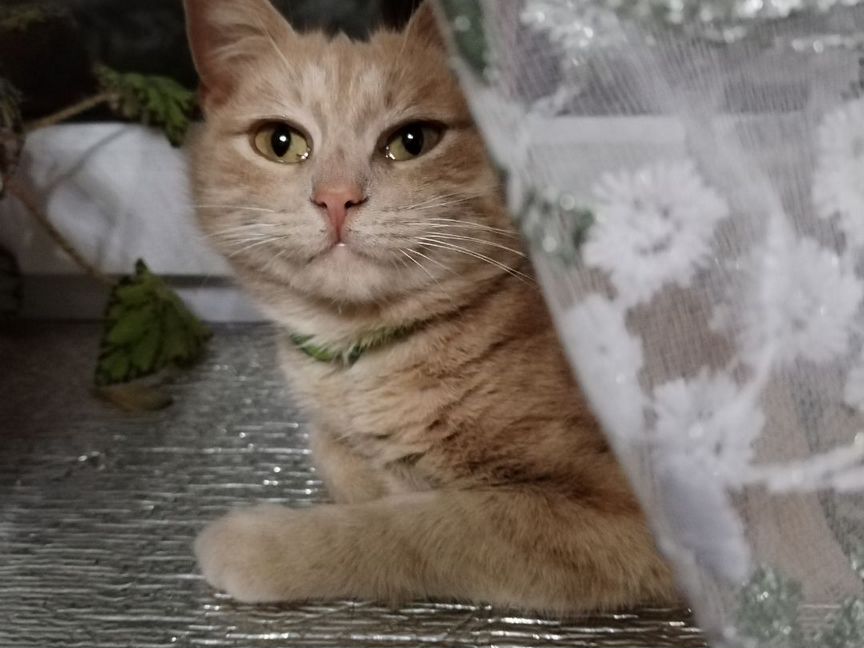 Кошка