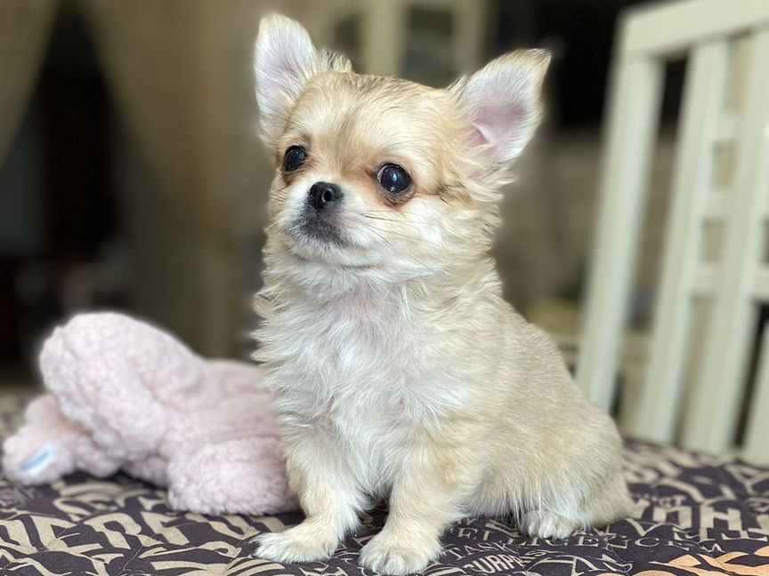 Щенки чихуахуа мальчики