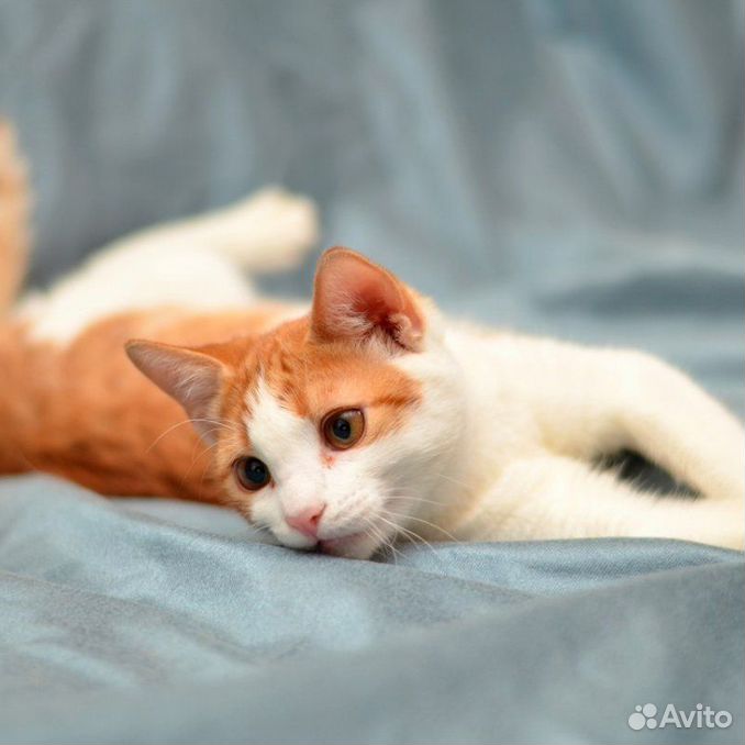 Рыжий котенок -Чижик