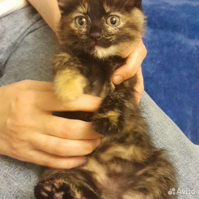 Котёнок девочка 1,2 в добрые ручки