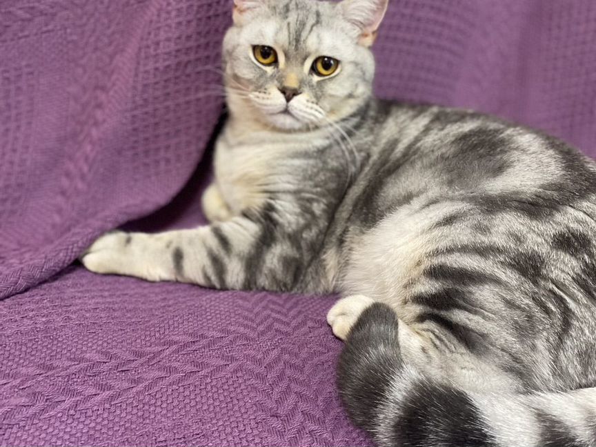 Британский мраморный кот(отдам)