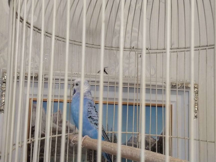 Волнистый попугай, девочка