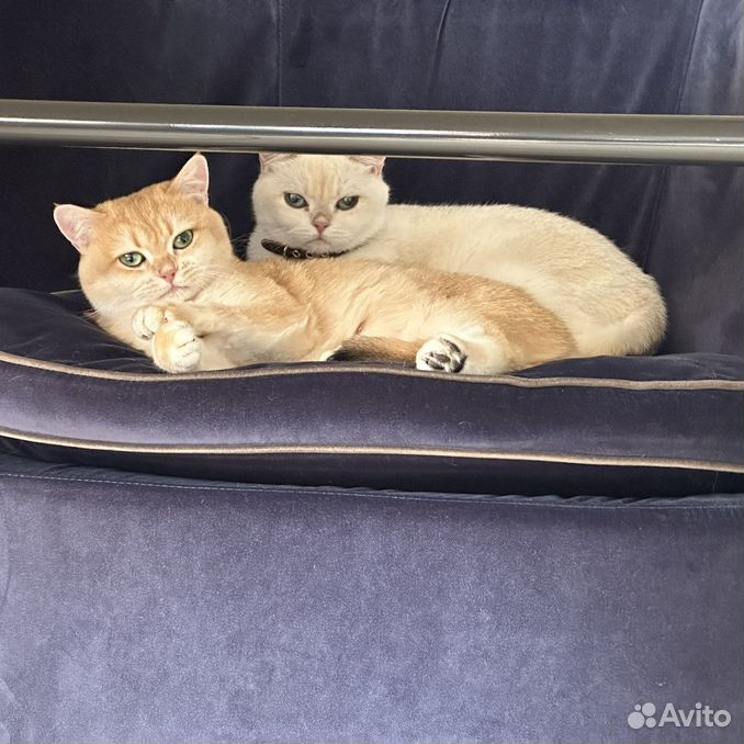 Отдадим в хорошие руки двух кошек