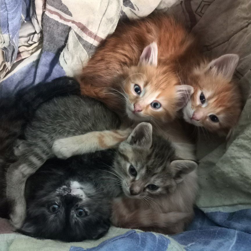 Котята в добрые руки
