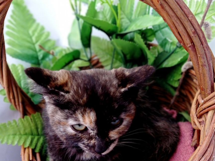 Котёнок, кошка