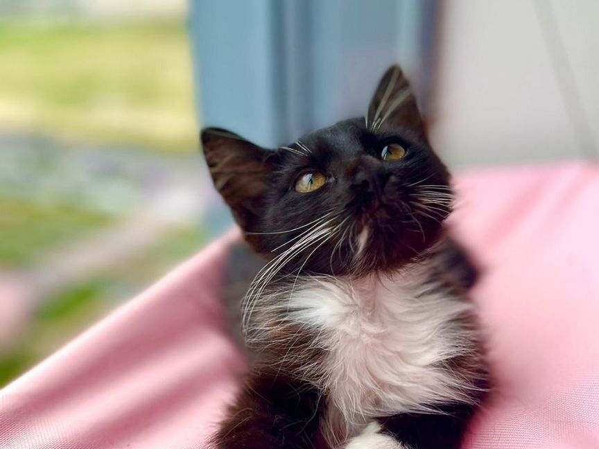 Котенок бесплатно девочка