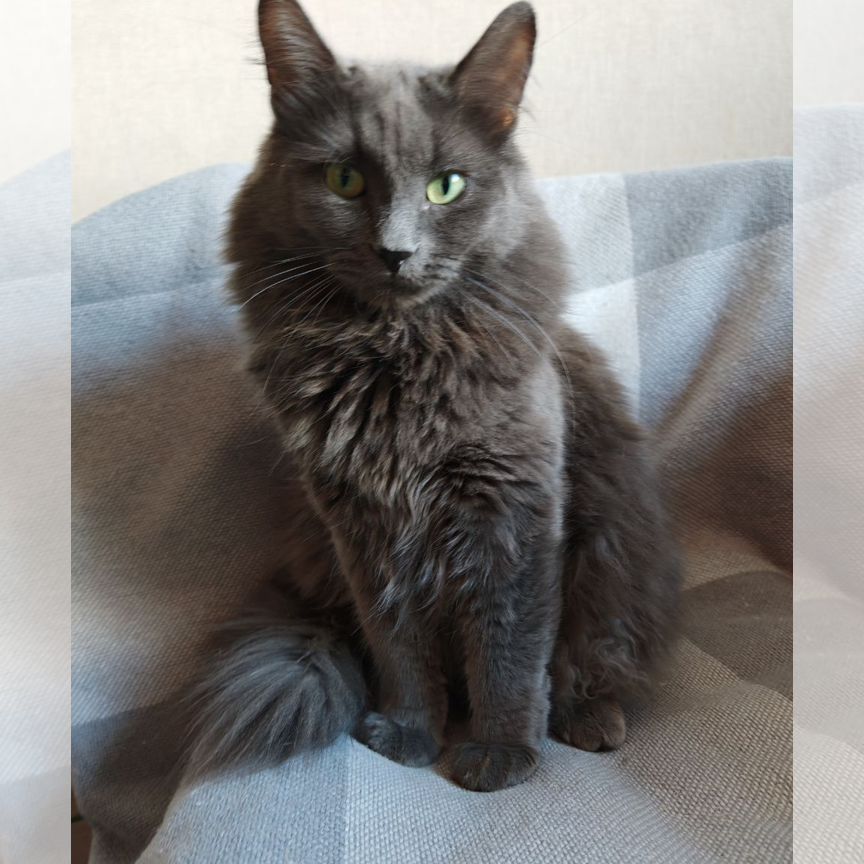 Котики бесплатно