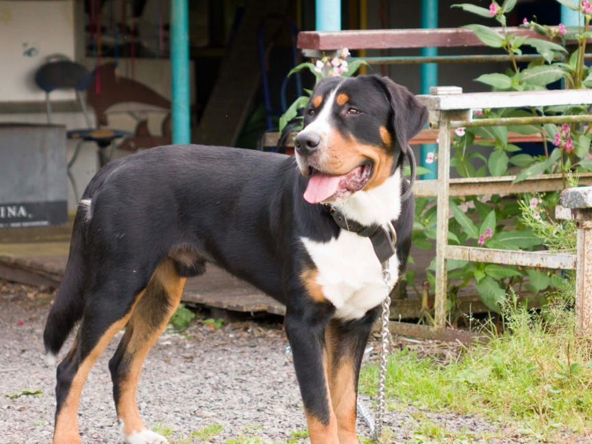 Большой швейцарский зенненхунд