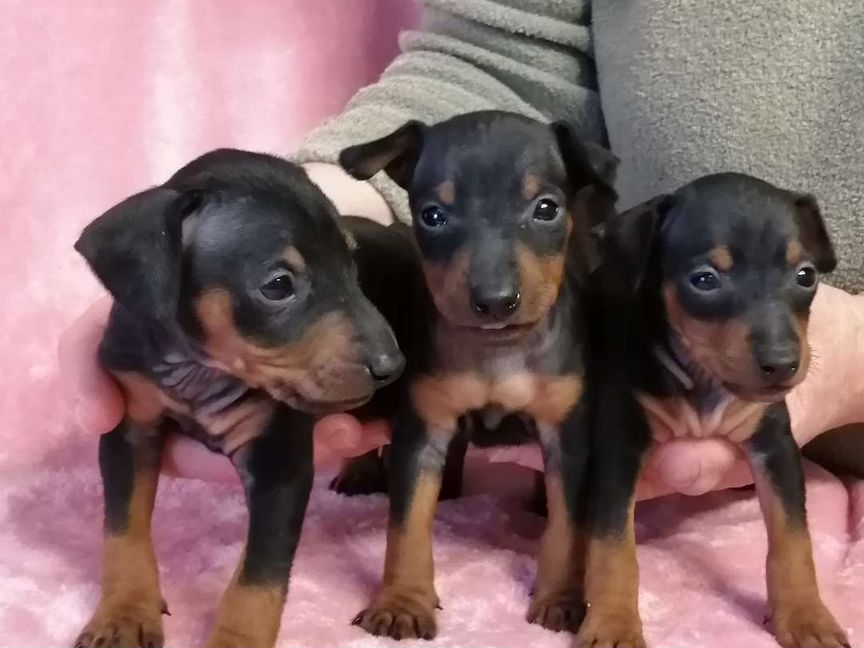 Щенки цвергпинчера бронь