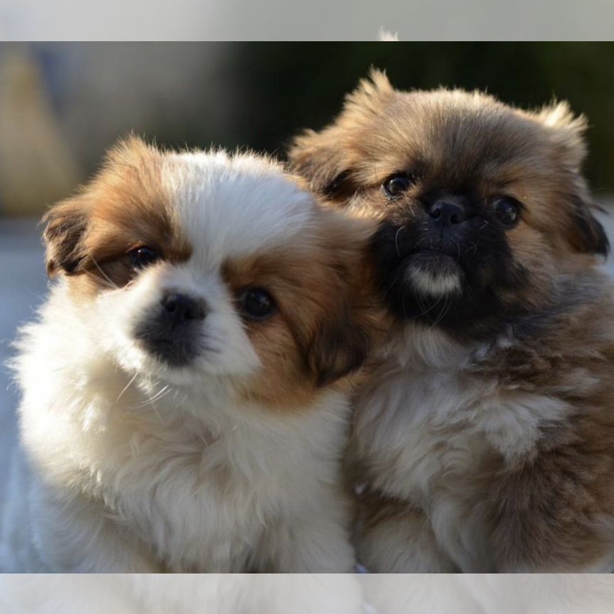 Пекинес, взрослая собака