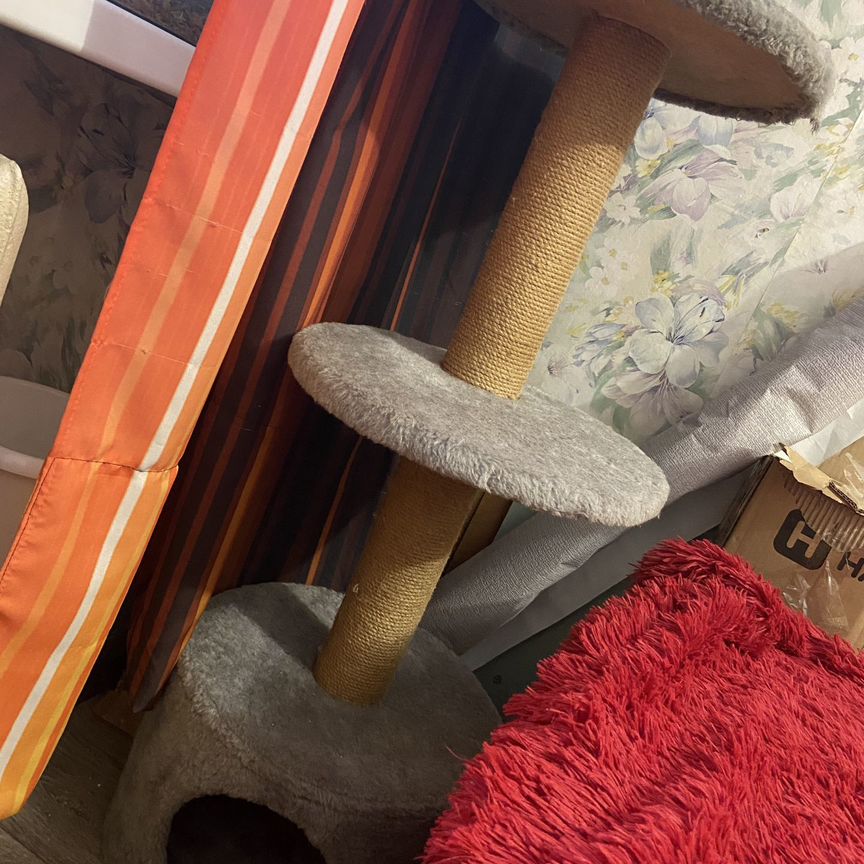 Когтеточка