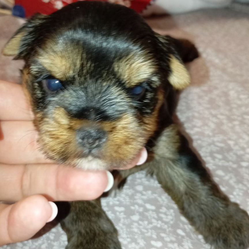Йоркширский терьер, щенок