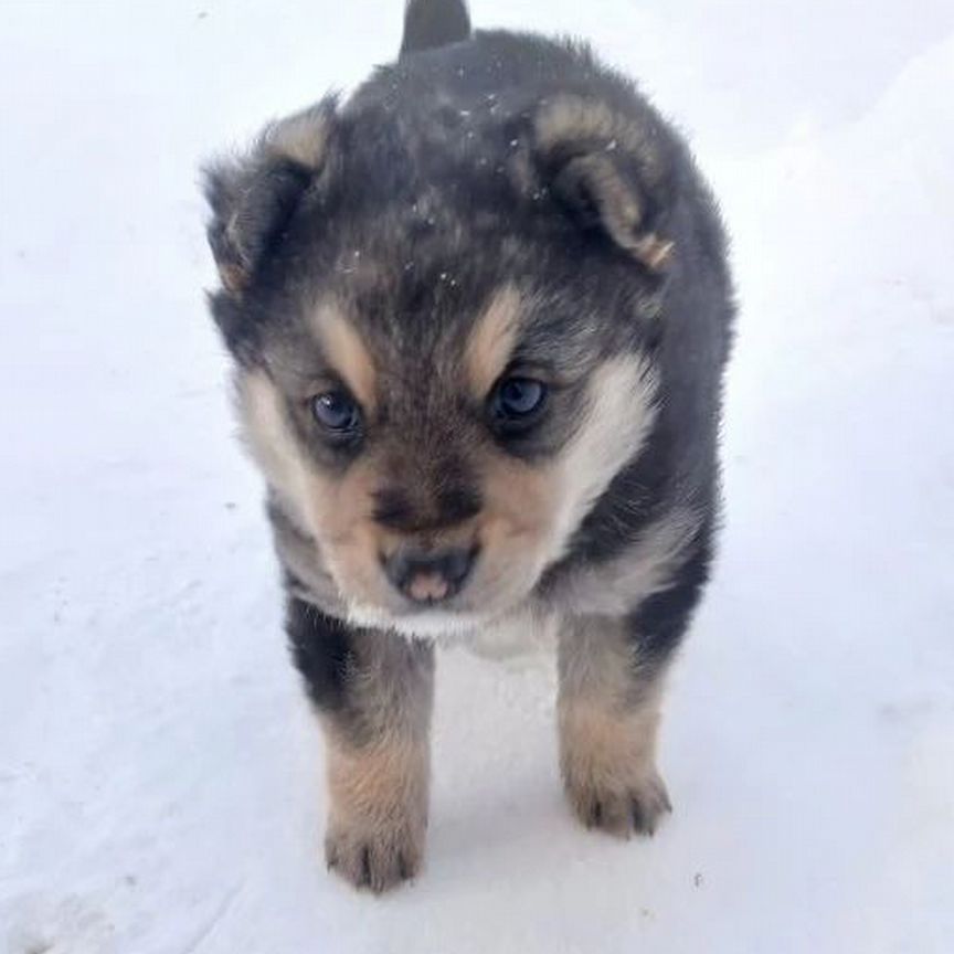 Щенок в добрые руки