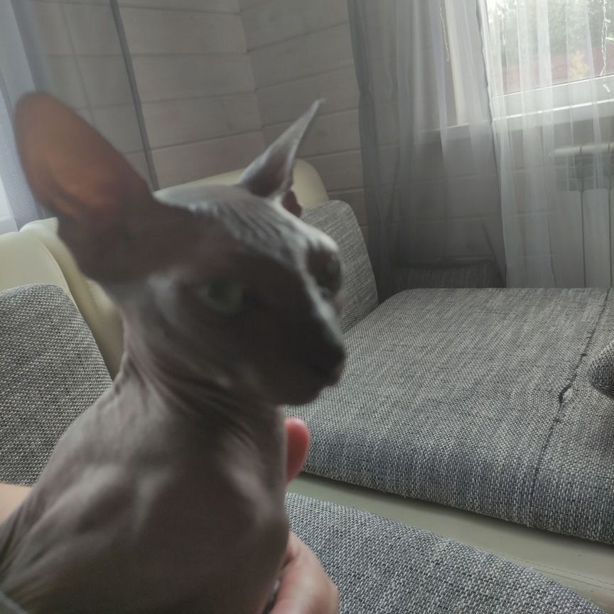 Донской сфинкс