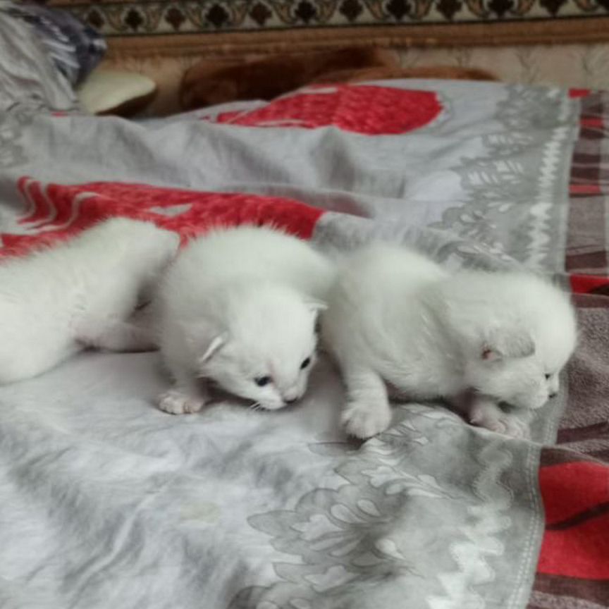 Тайские котята