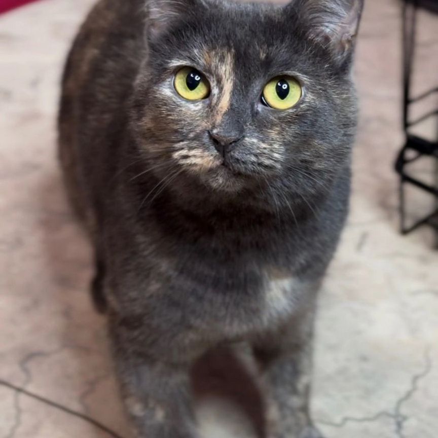 Кошка черепаха