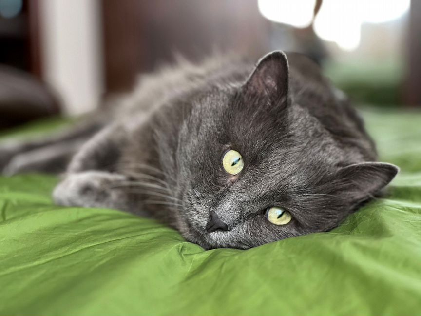 Шикарный котяра ищет дом