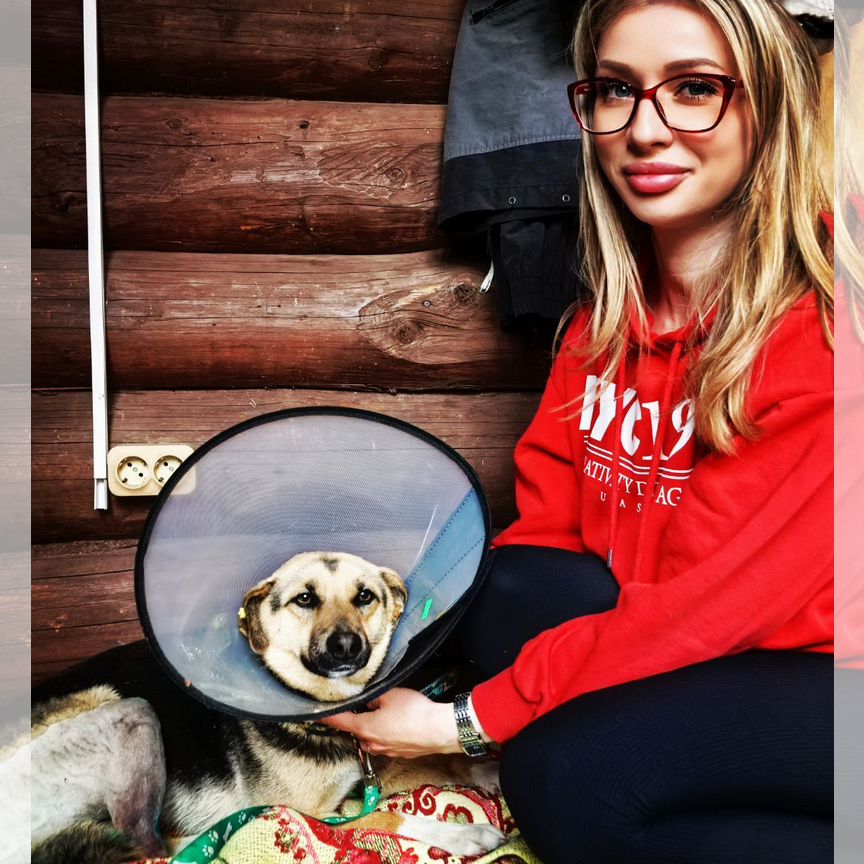 Взрослая собака в добрые руки