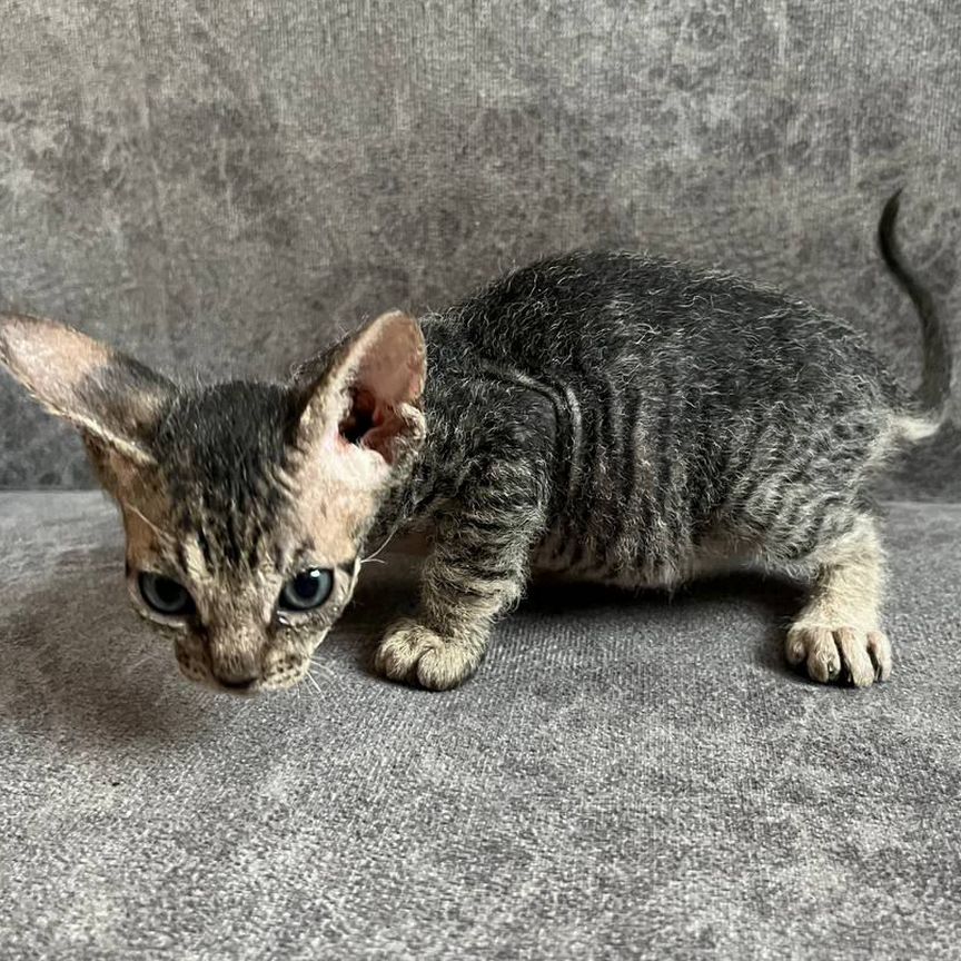 Донской сфинкс котёнок