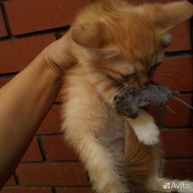 Котята от русской голубой мамы