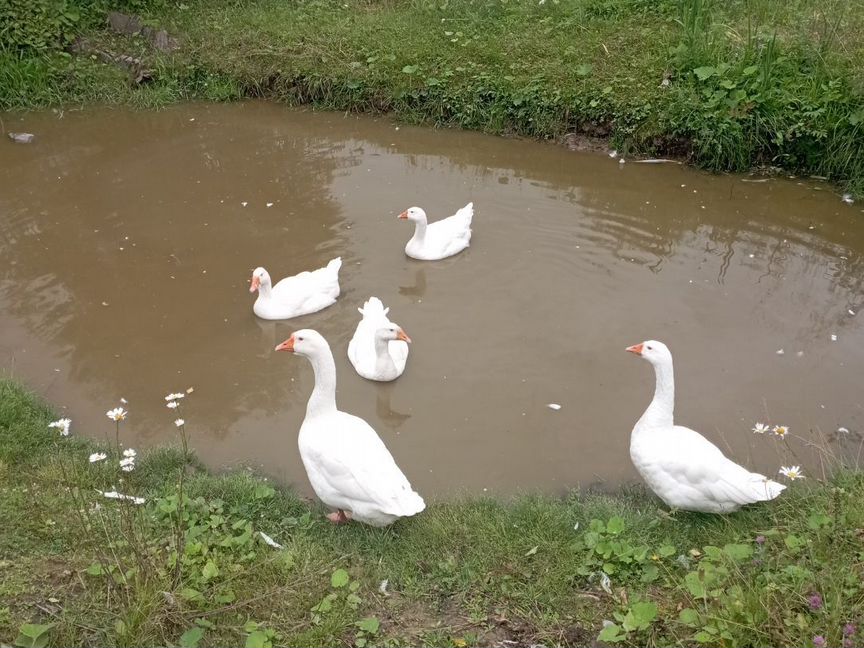 Гусинное яйцо