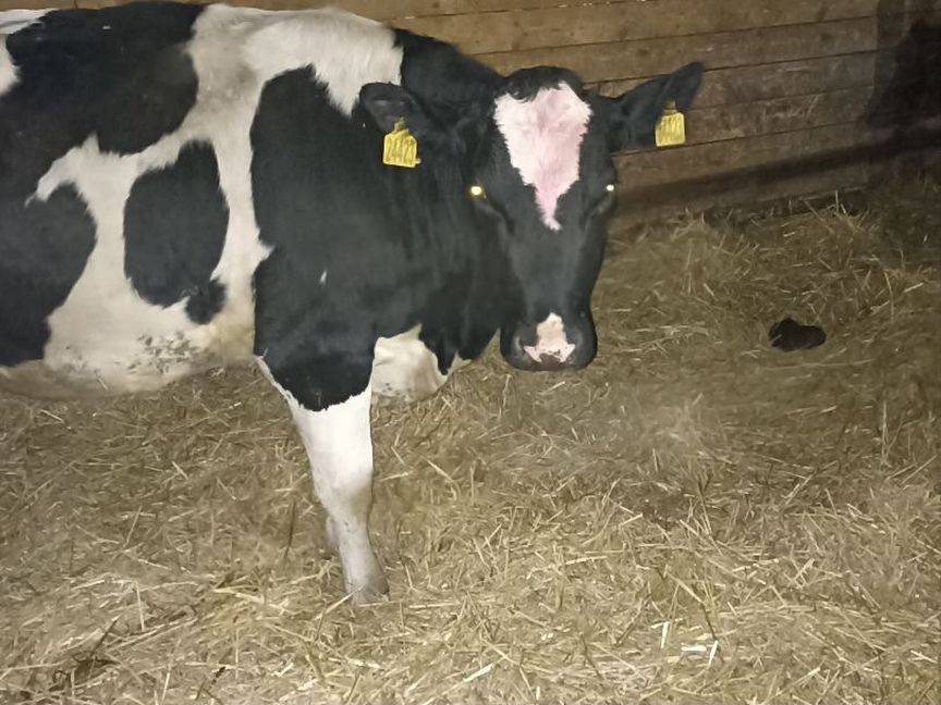 Молоко на корм поросятам