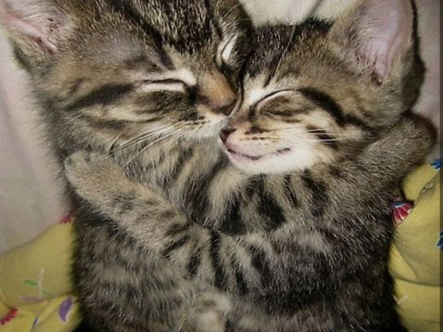 Очаровательные ласковые котятки