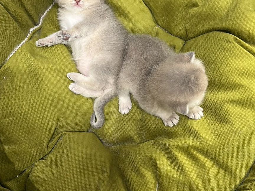 Шатланские вислоухие котята
