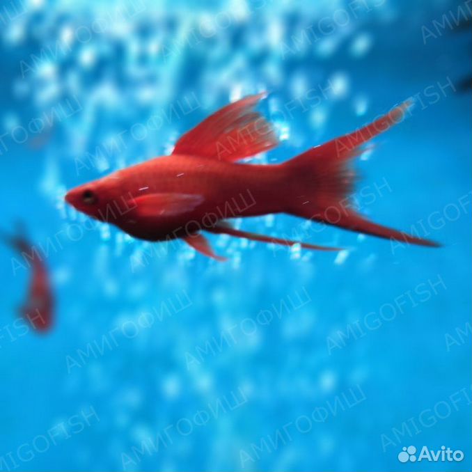 Меченосец красный вильчатый флаговый