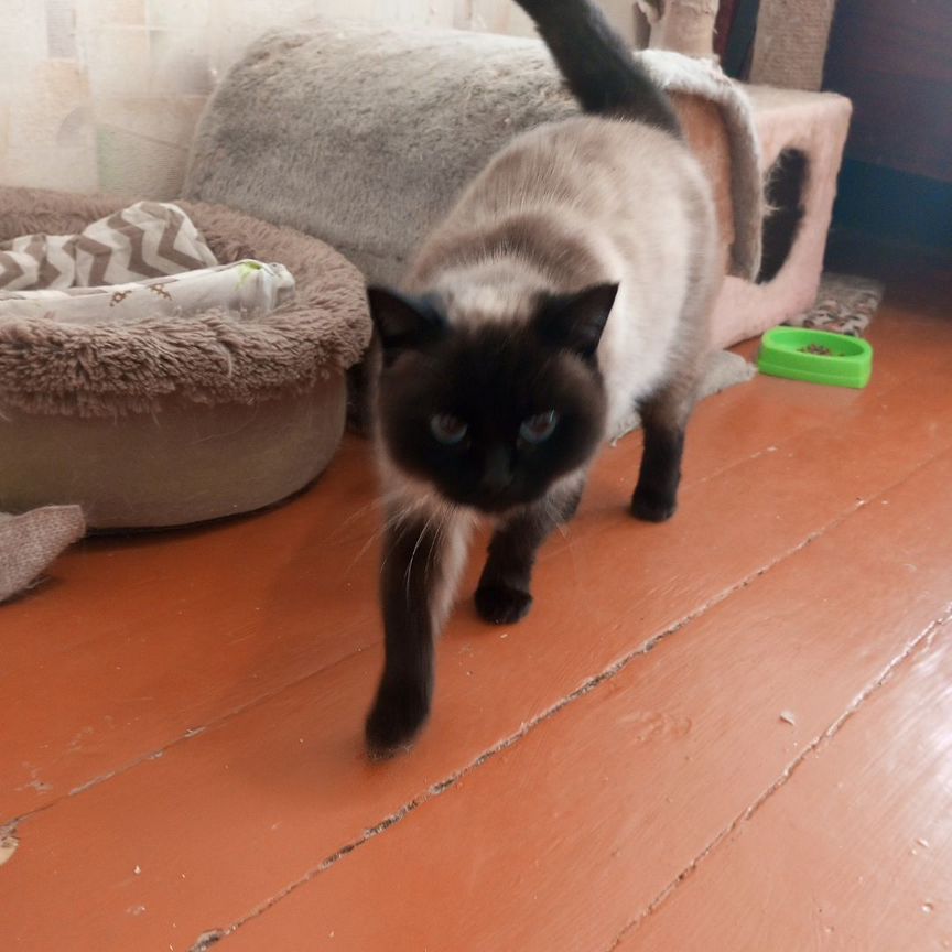 Взрослая, кошка в добрые руки