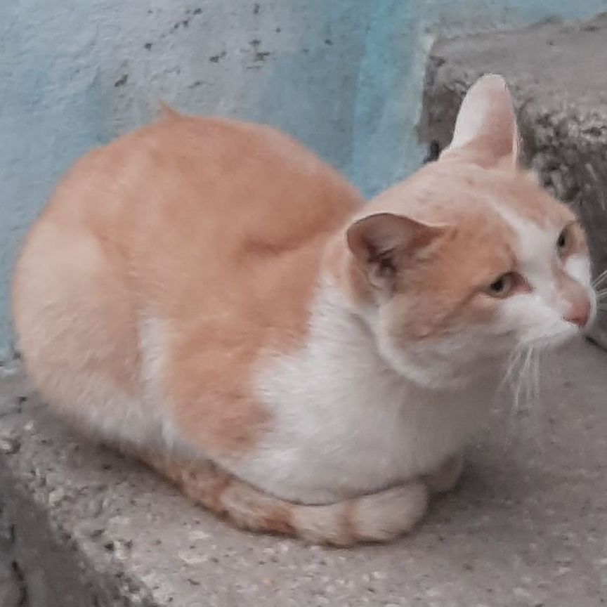 Рыжий котик