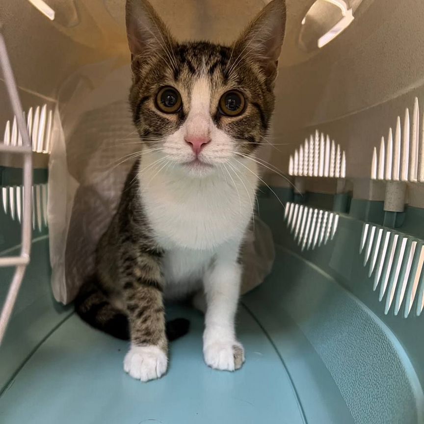 Котенок в добрые руки