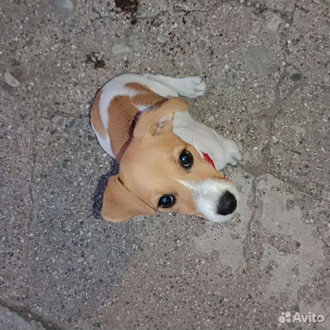 Джек рассел,ищу владельца