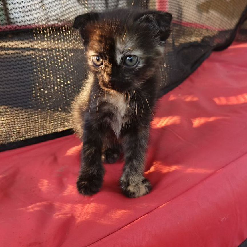 Котята в добрые руки бесплатно