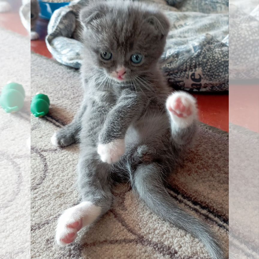 Шотландский вислоухий короткошёрстный котёнок